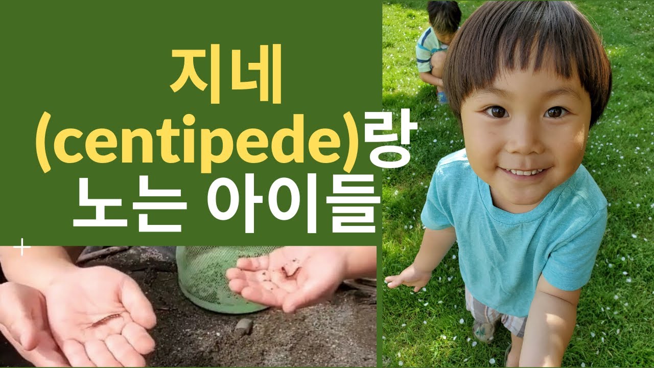 지네(centipede)를 잡고 노는 생짜 캐나다아이들? K-Canadian children playing with ...