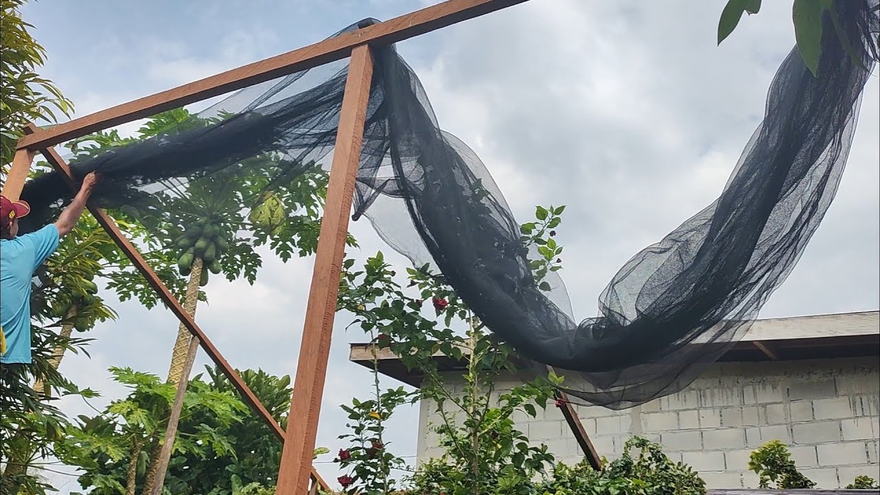 baru aviary jaring panjang 4 meter - aviary mini 58 - YouTube