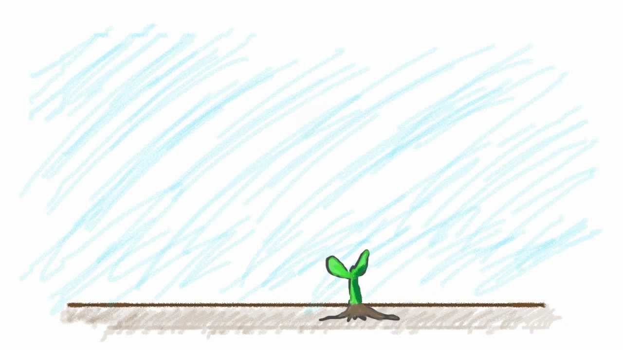 Seed Animation - YouTube