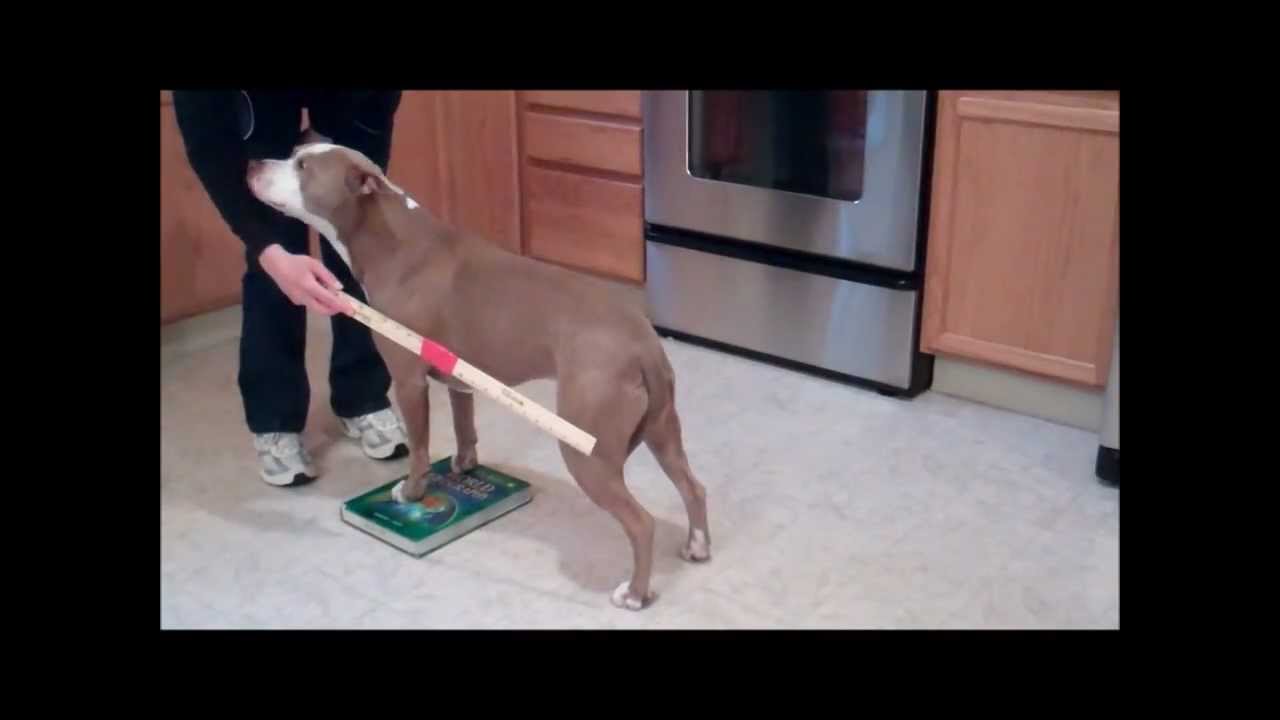 Pit bull learns basic body part targeting with SATS Bridge and Target ...