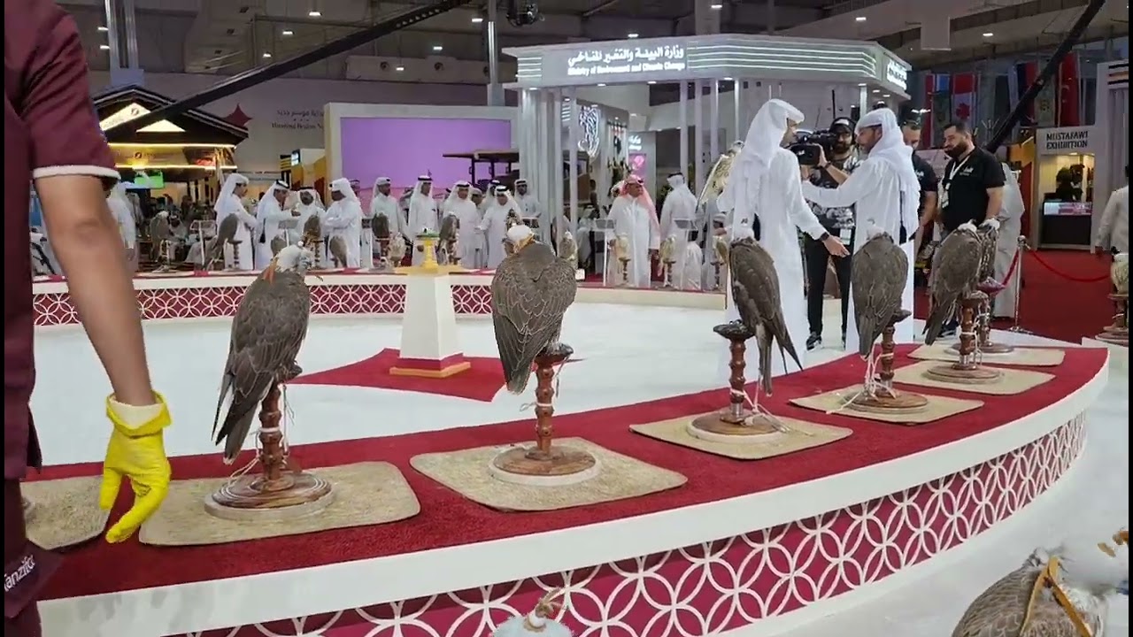 International Falcon Exhibition In Qatar 2022 @Katara #qatar #katara ...
