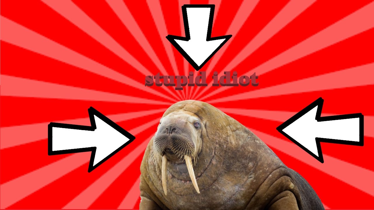 walrus jumps off cliff - YouTube