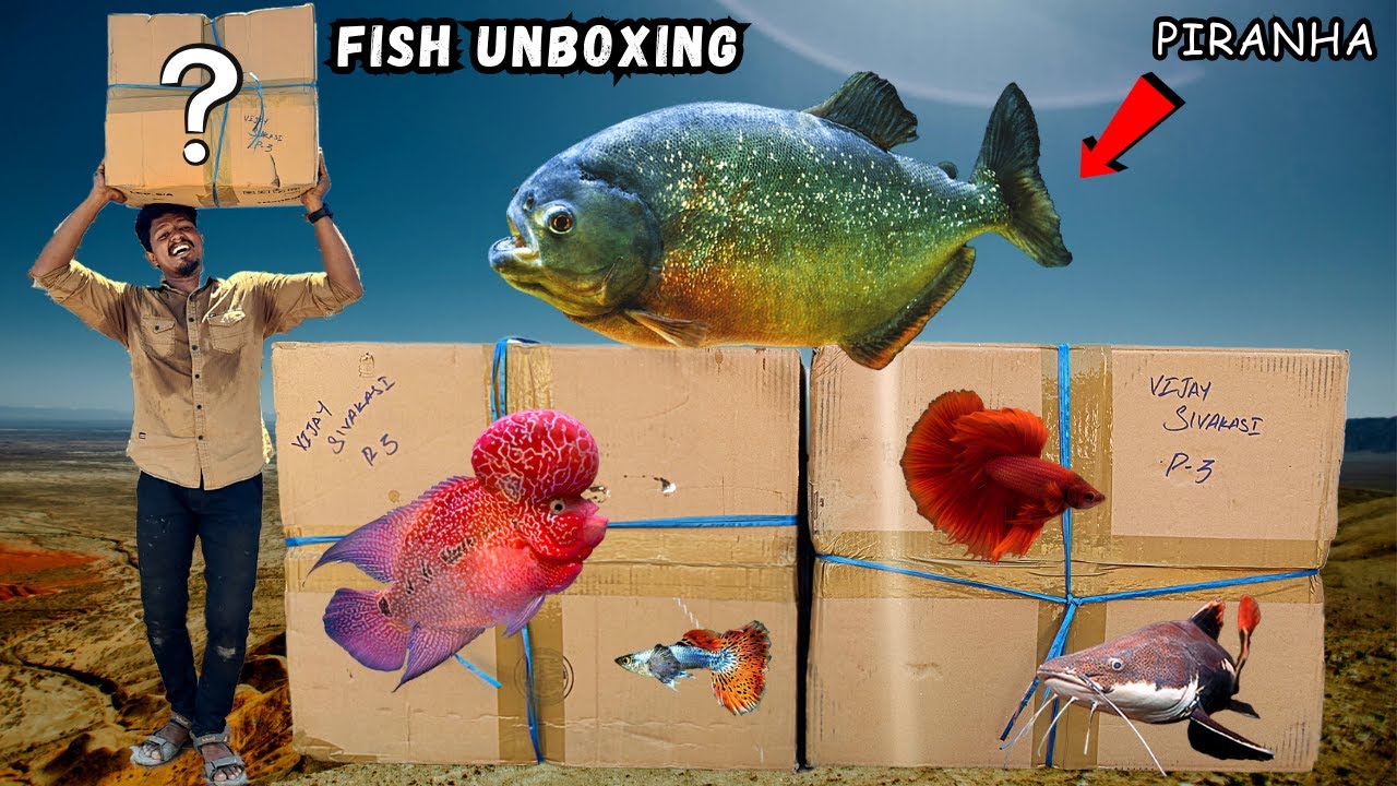 10k Worth Fishes Unboxing 🦈| 10 ஆயிரம் ரூபாய்க்கு வாங்கிய மீன்கள்!🐠 ...