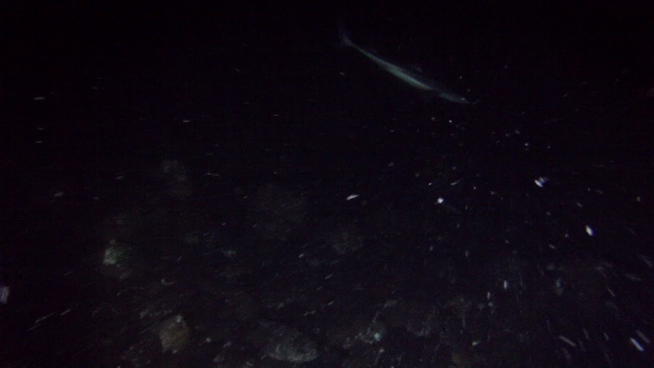 The Biggest Barnacles Ever Seen - YouTube