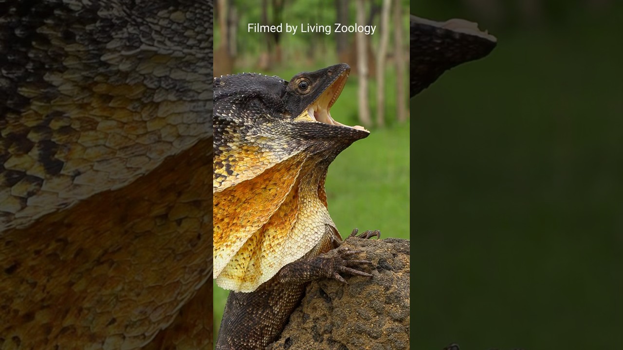 The Frilled lizard from Australia - one of the most fascinating lizards ...