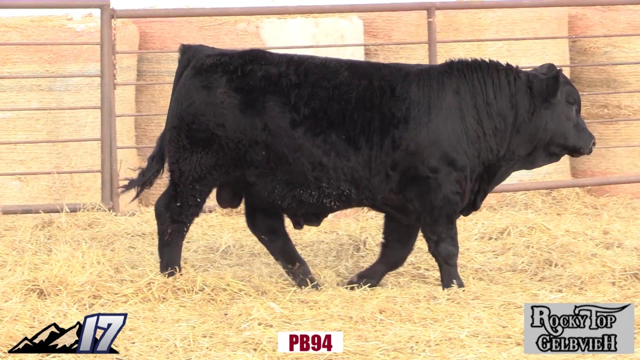 Lot 17 Draft Picks 2020 Bull Sale - YouTube