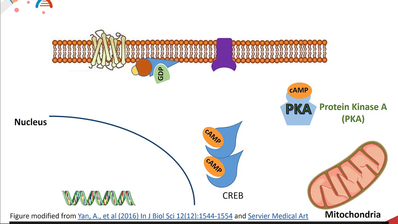 Glycogen Biosynthesis and Metabolism part 3 of 5 - Glucagon Signaling ...