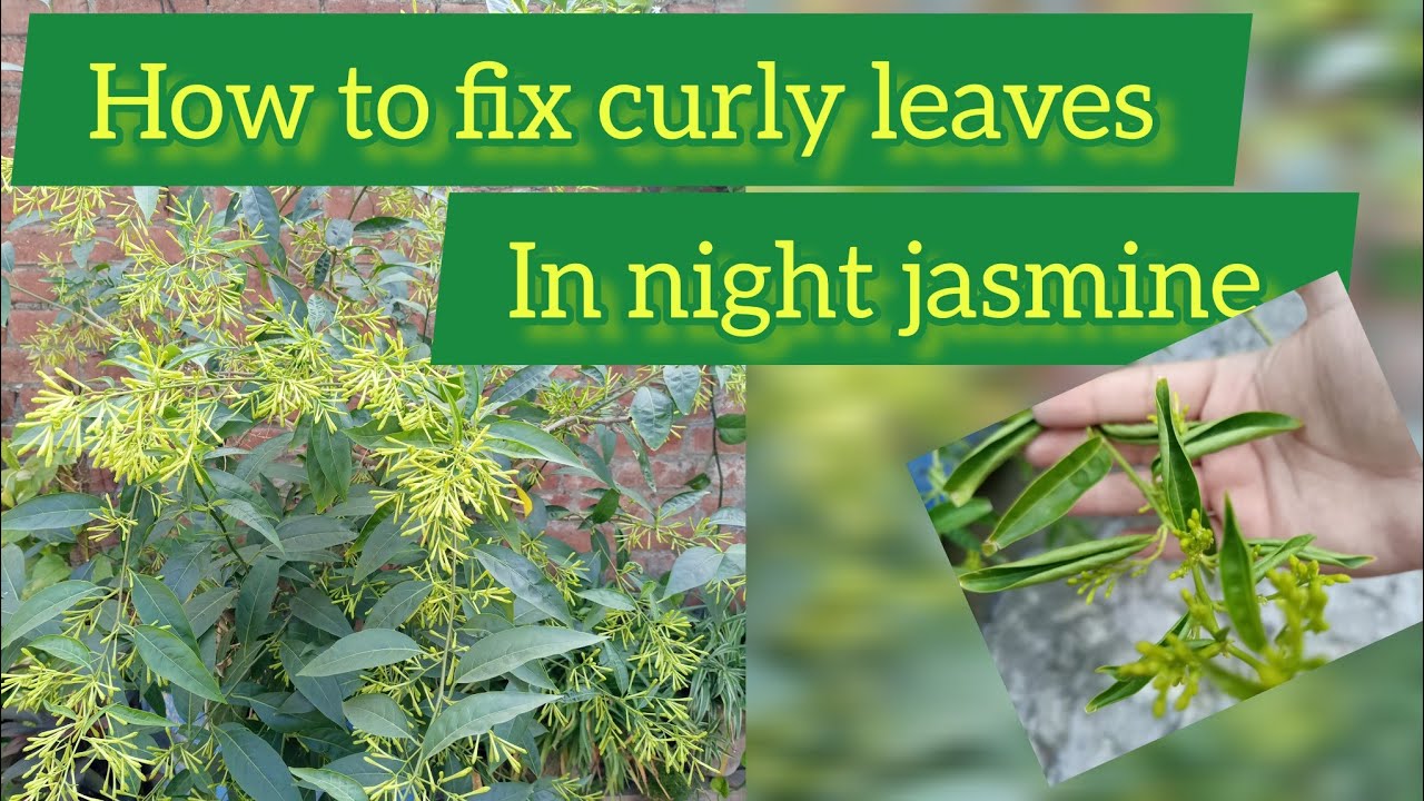 How to solve curly leaves problem/Rat ki Rani plant growing/Night ...