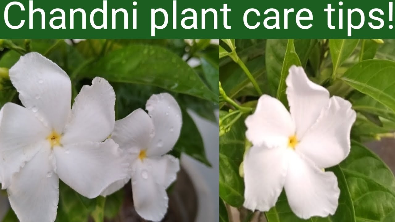 Chandni plant care tips | All about chandni plant - YouTube