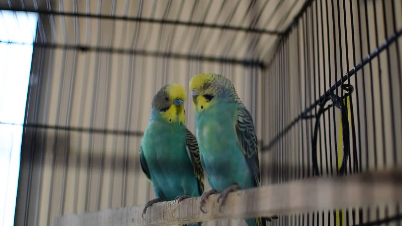 Golden Face Budgies - YouTube