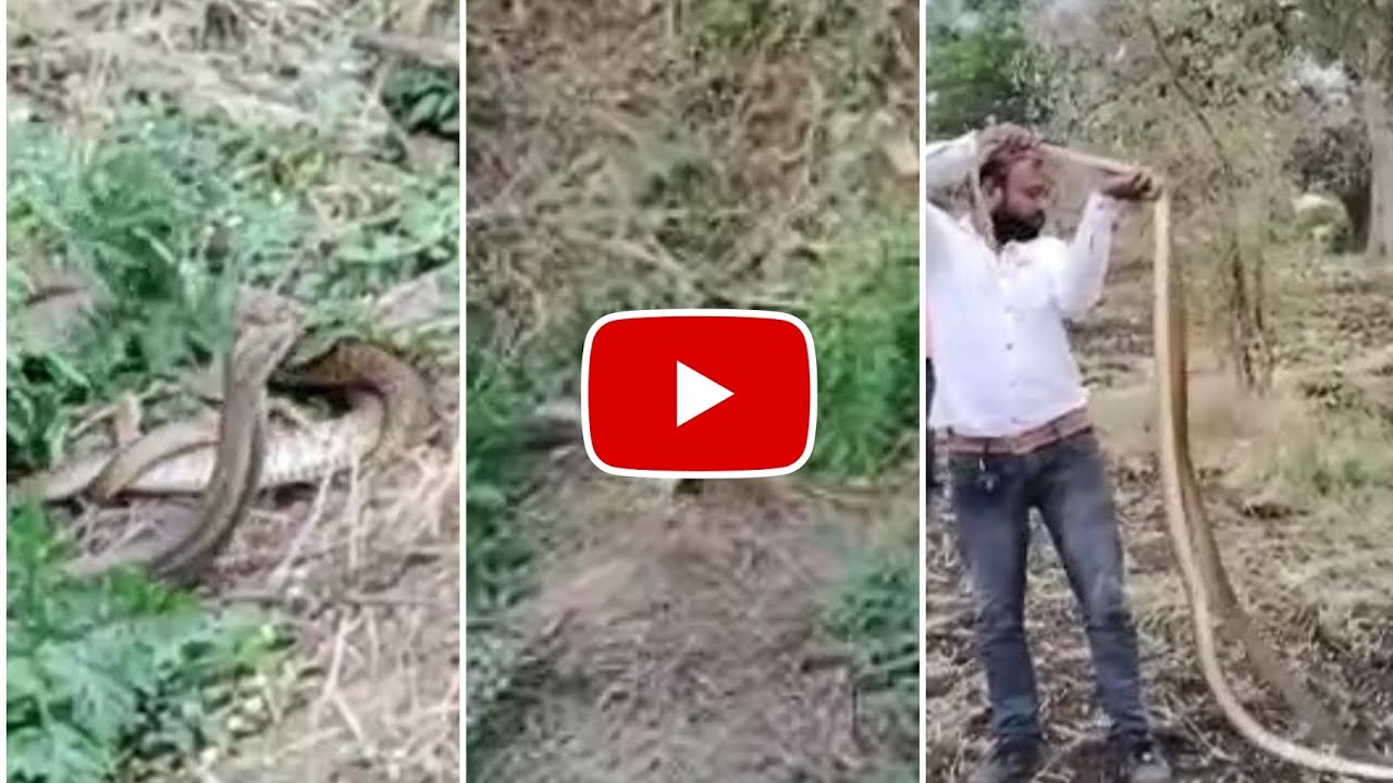 Saanp Ka Video | Saanp Ka Rescue - YouTube