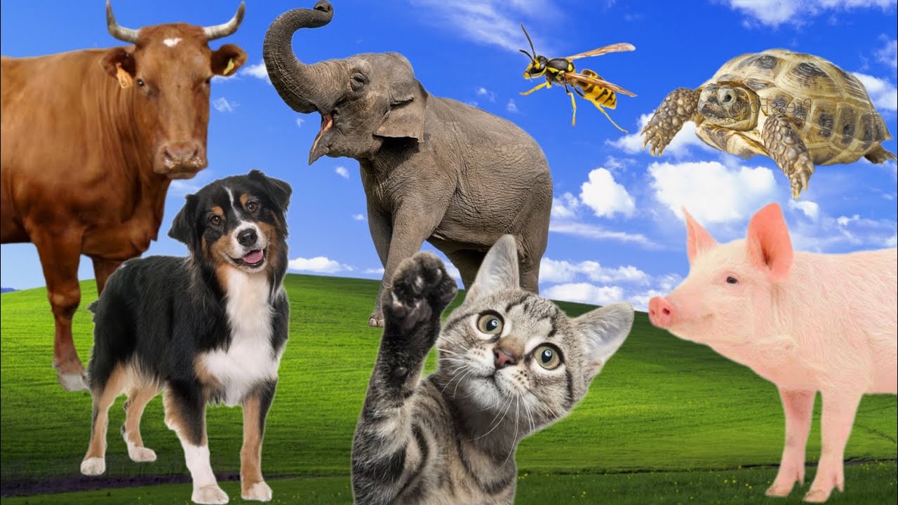 Funny farm animals sounds: Cat, Dog, Cow, Horse, Turtle, Pig, Elephant ...