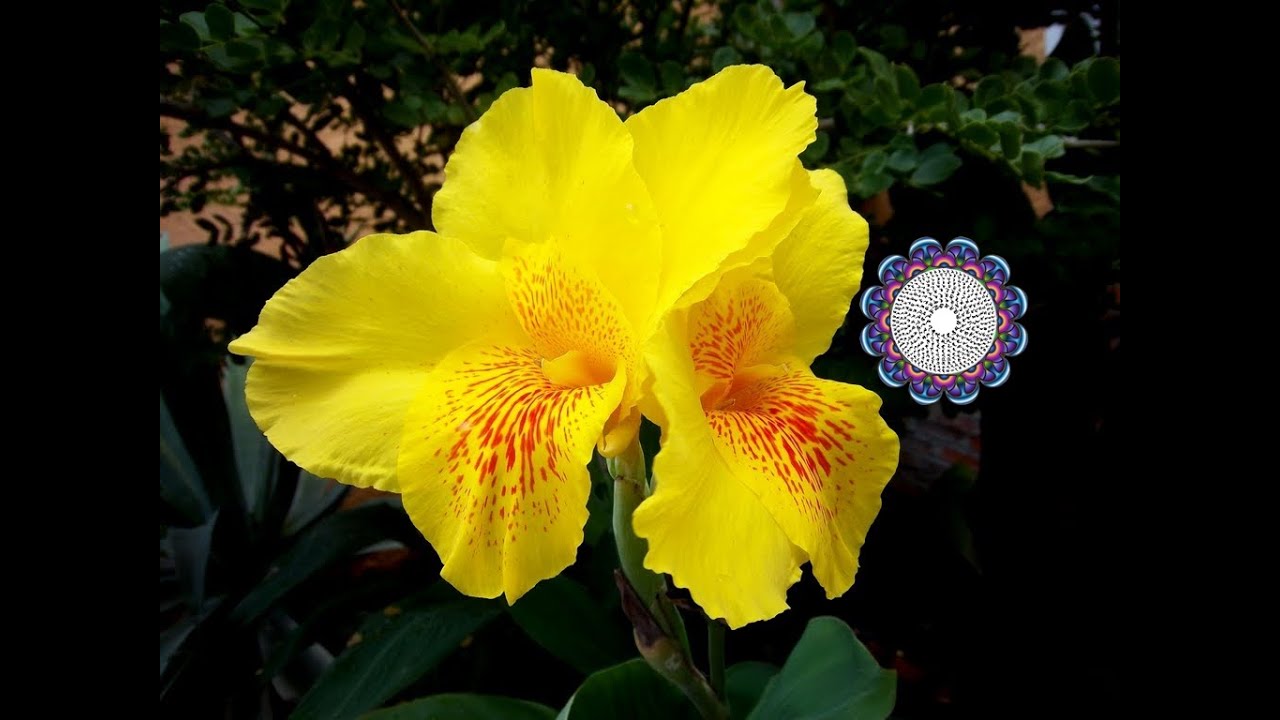Flor de Capacho baranda de México, caña de cuentas, flor del cangrejo ...