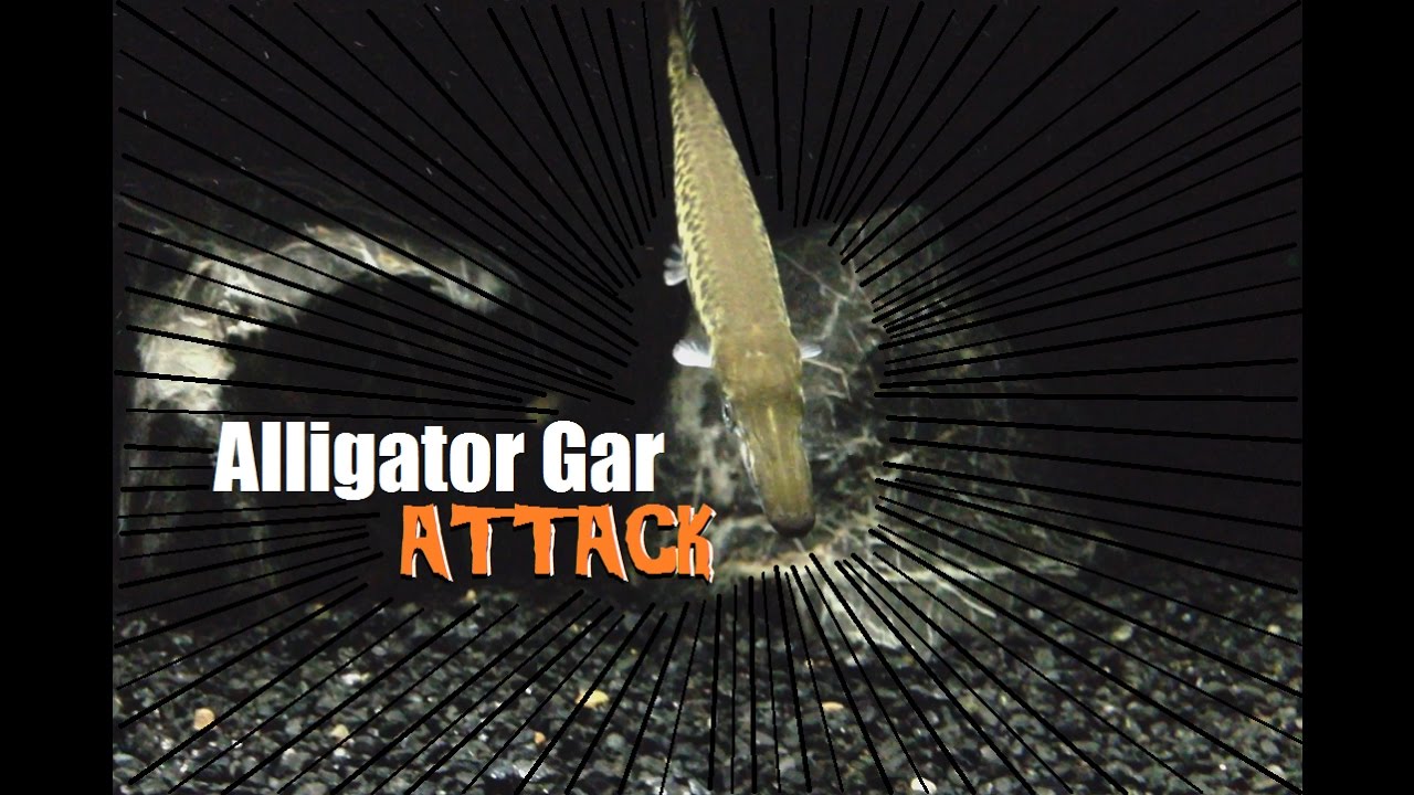 Alligator Gar Attack (ปลาจระเข้) - YouTube