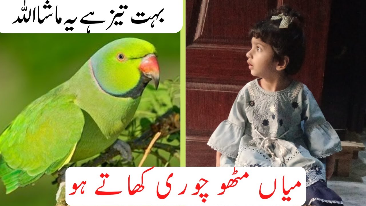 Mian Mithu Choori khaty ho - mitthu speaking mian mithu chori kahani ...