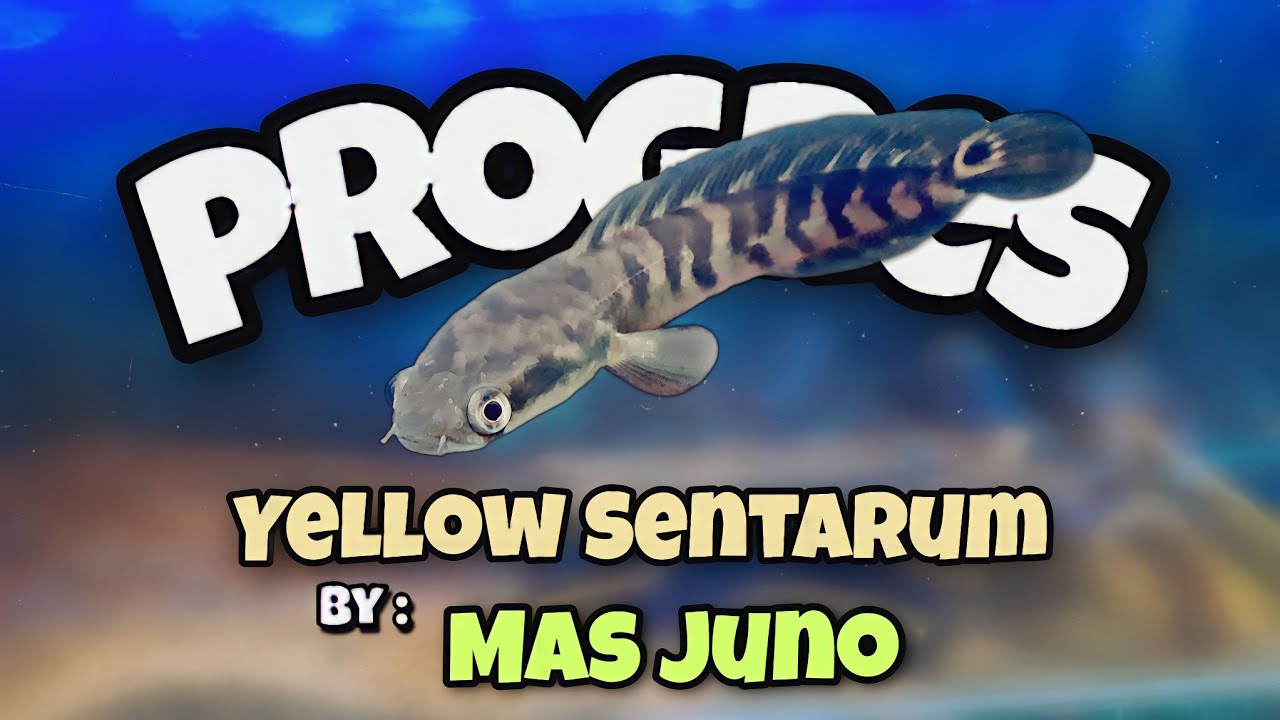 CHANA MARU Yellow sentarum baby progres ||Kcc fish - YouTube