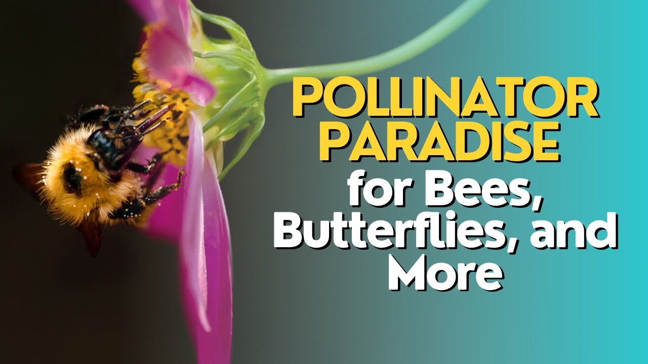 Creating a Pollinator Paradise: Attracting Bees, Butterflies, and More ...