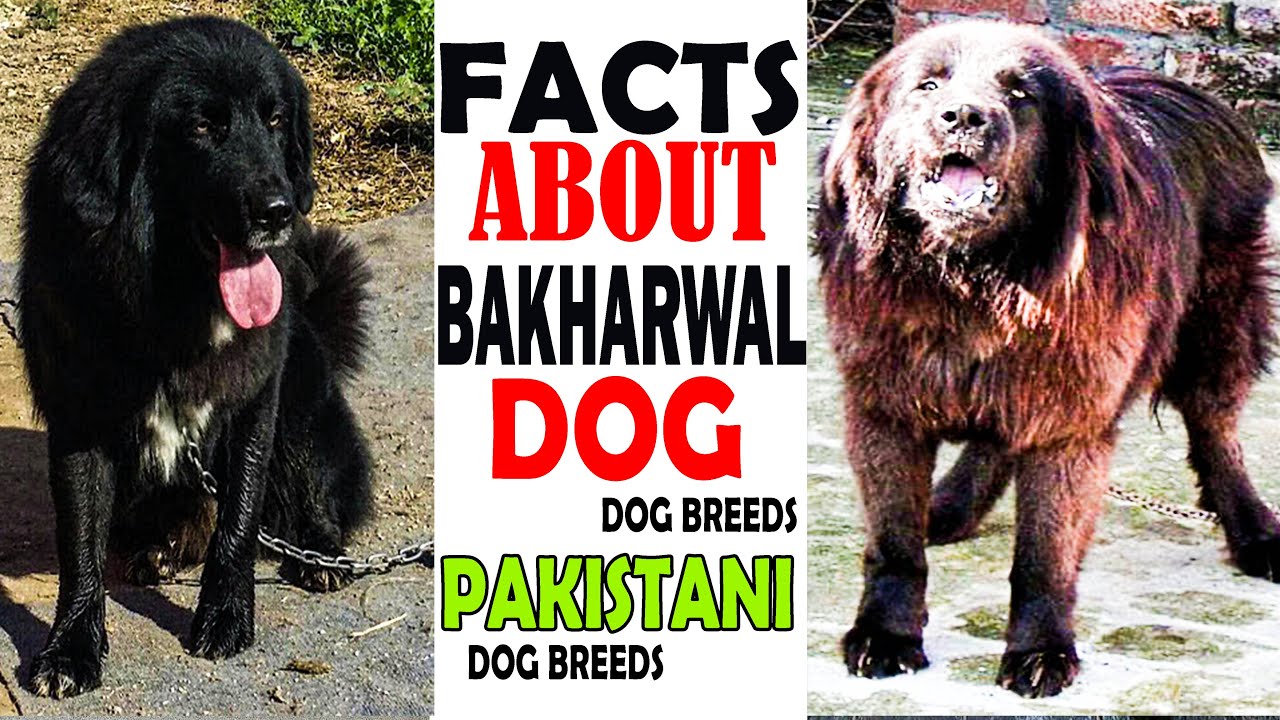 What Health Problems Do Bakharwal Dog Have