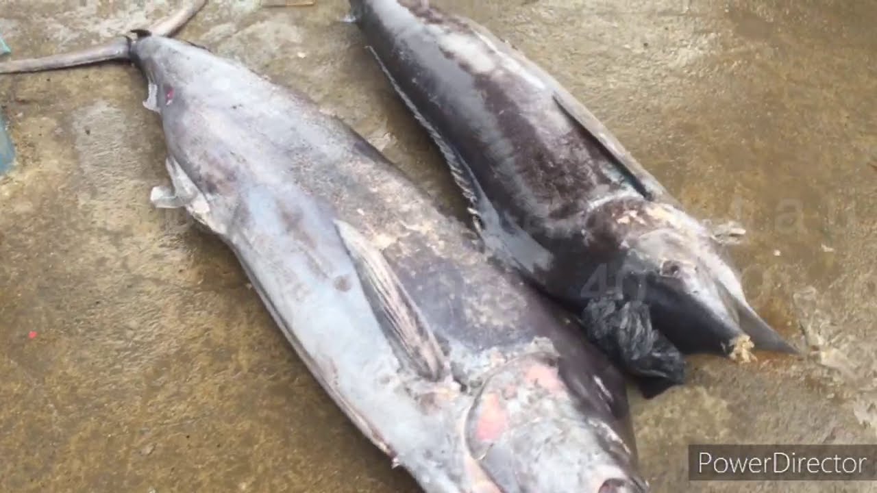 Hasil Tangkapan Kapal Pancing (Ikan Setuhuk) - YouTube