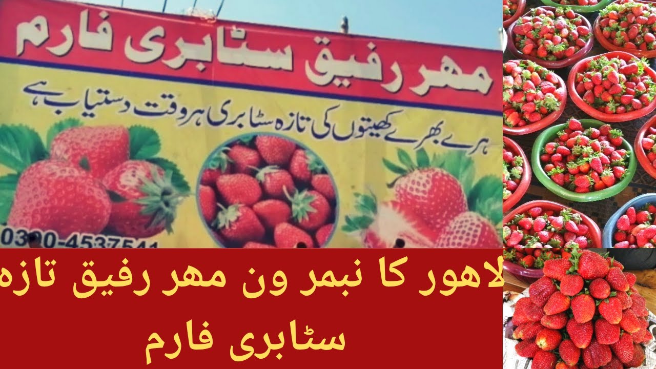 Lahore No#1 Fresh Strawberry Maher Rafiq Farm Bahria Town Lahore Big ...