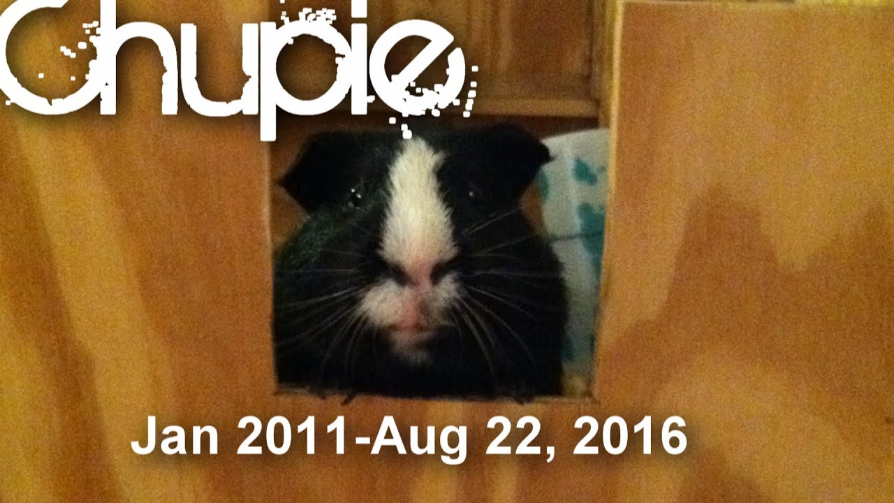 A Squeaky Life: Remembering Chupie - YouTube