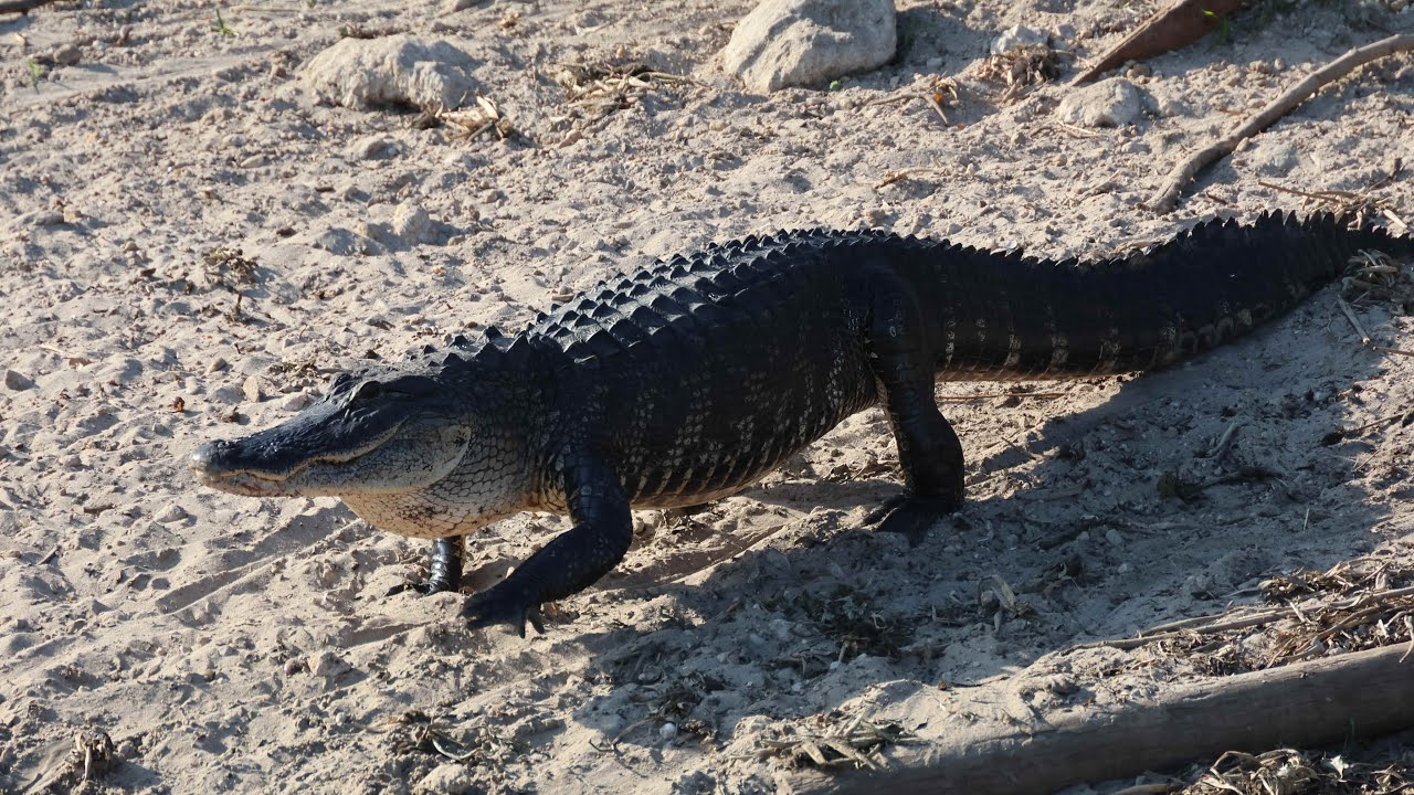Multiple alligators descend steep embankment - YouTube