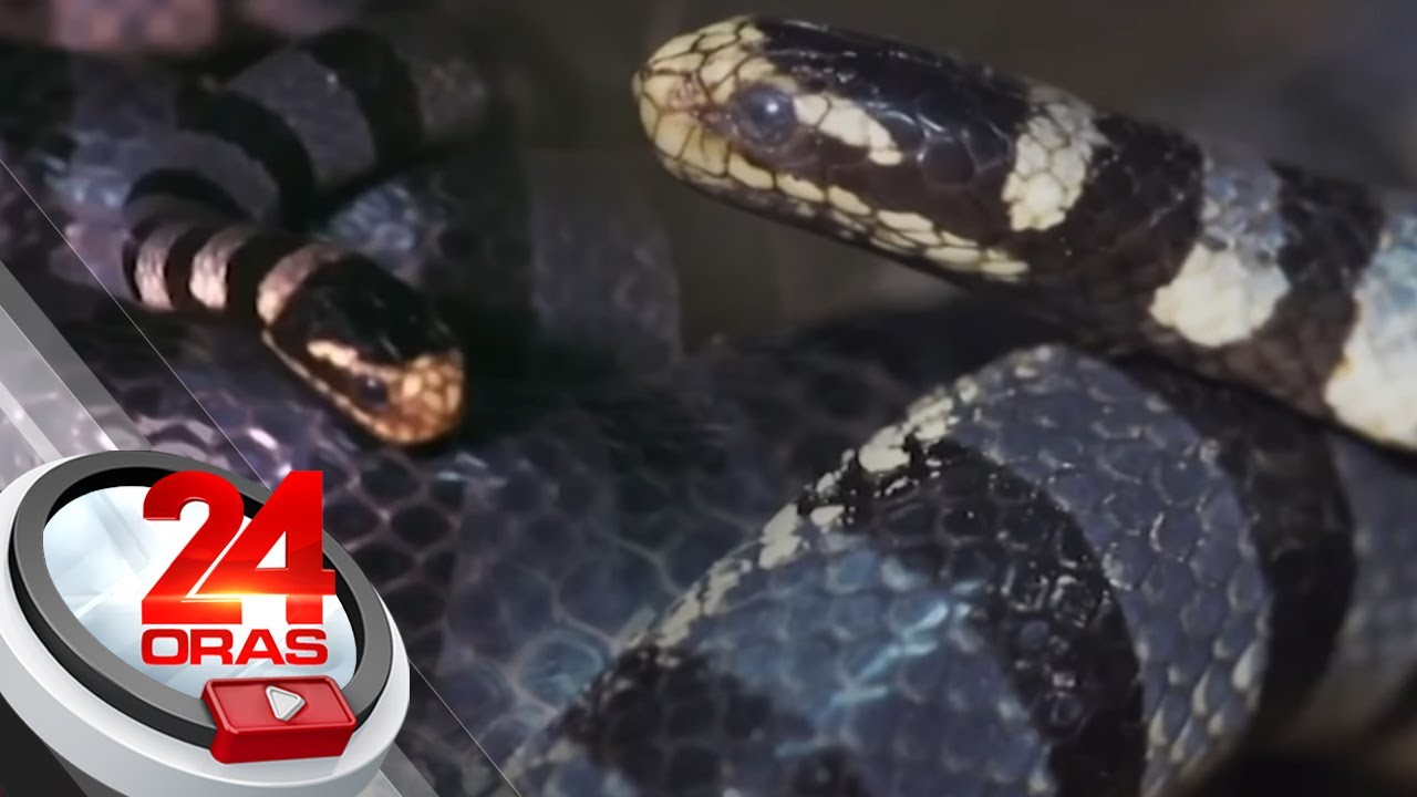 Sea snake na kung tawagi'y "walo-walo," nakasabay sa paglangoy ng ...