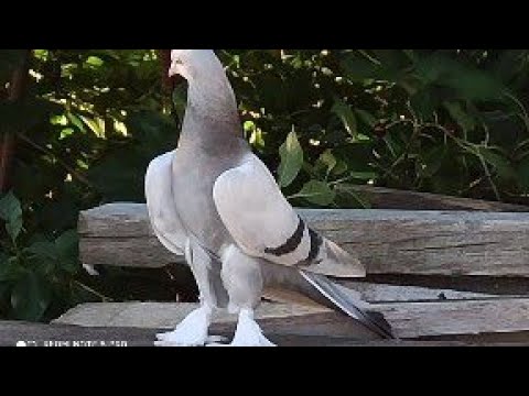 KUPAYA UCAN KUSUMUZUN 6 SEFERLİK GÖZ DOLDURAN SUPER PERFORMANSI İYİ SEYİRLER.