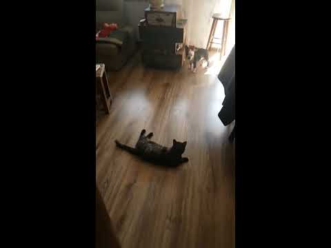 Berry dog and Brysia cat