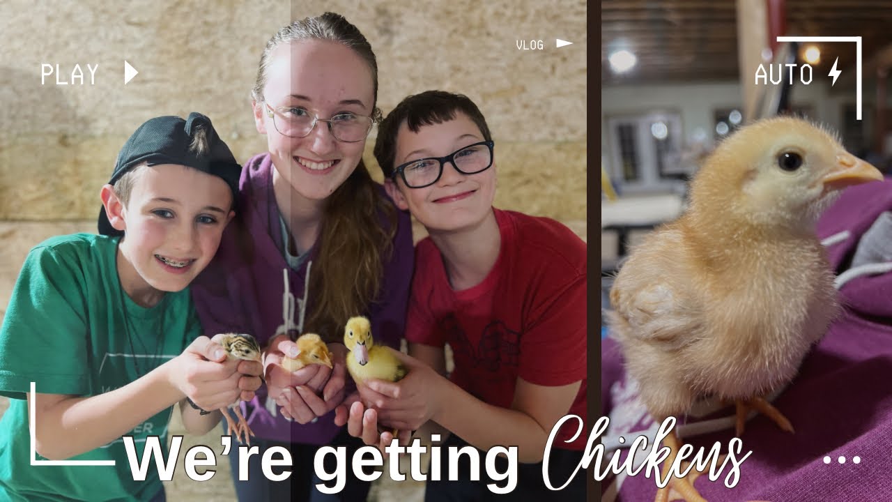 We’re Getting Chickens - YouTube