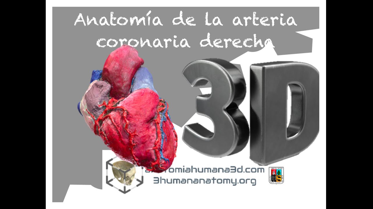 Anatomía de la arteria coronaria derecha simple y aprovechando modelo ...