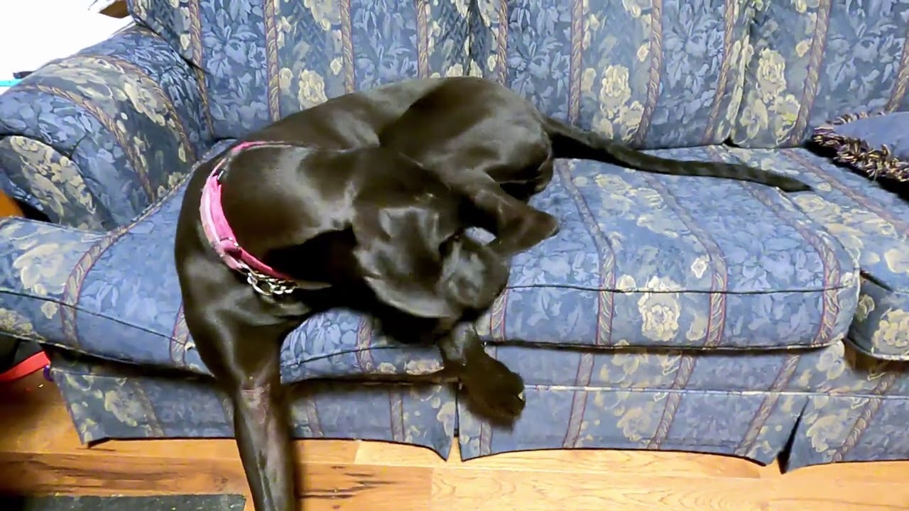 Great Dane puppy has adorable fight with her back leg - YouTube