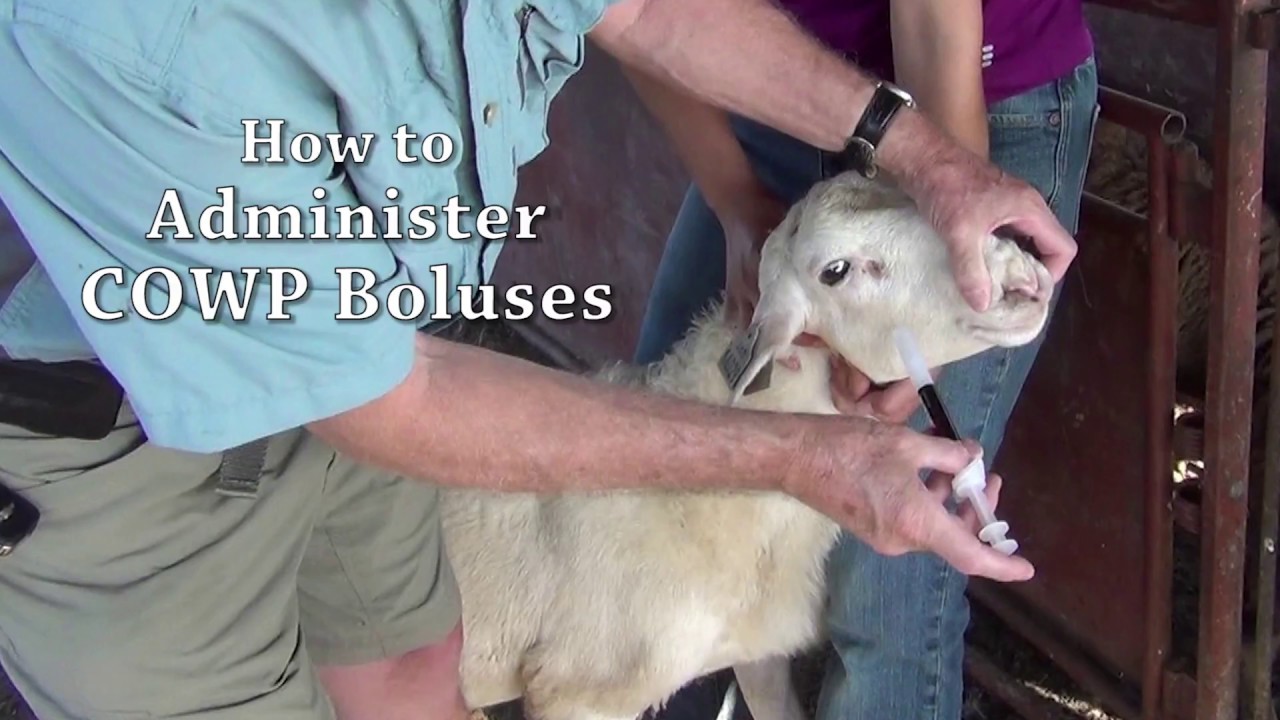 How to Administer COWP Boluses - YouTube