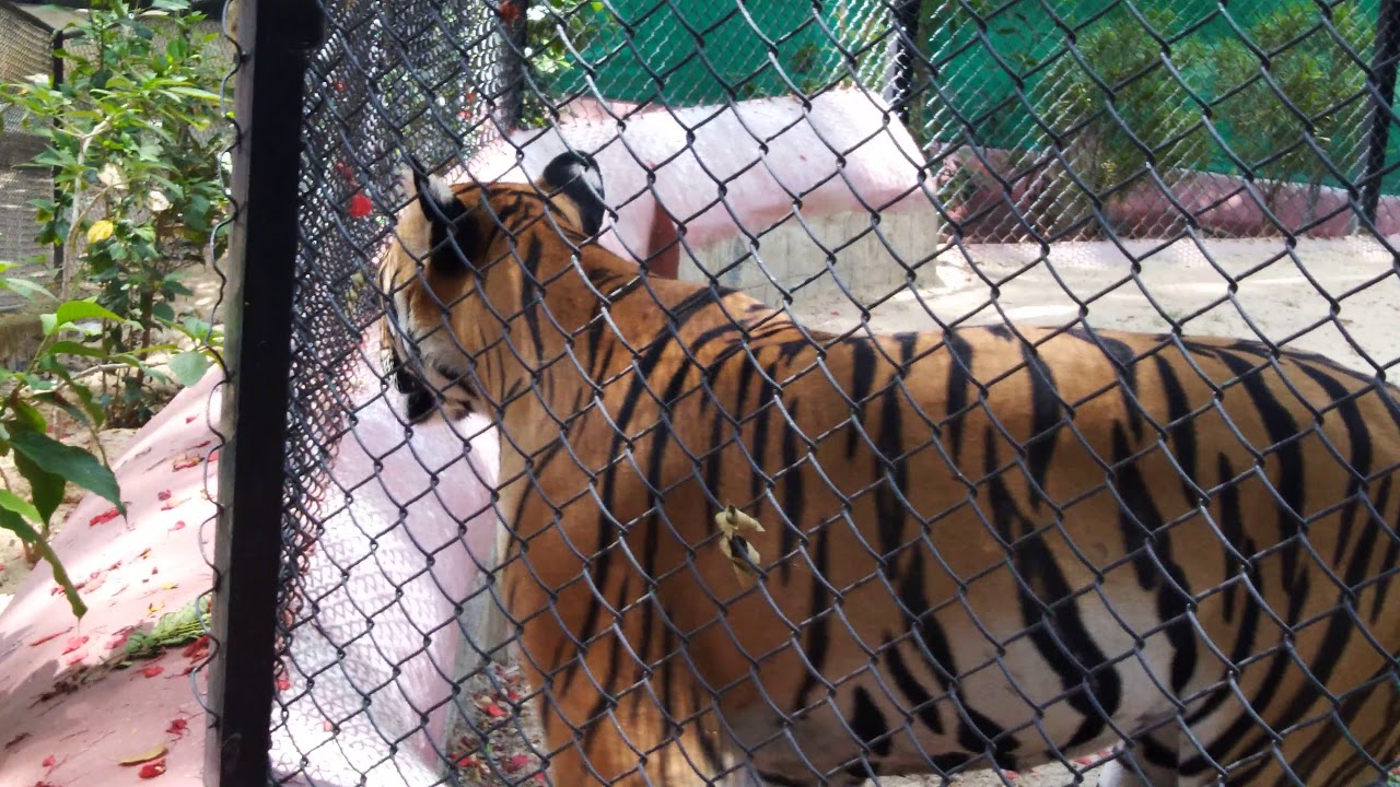 Tiger Caught on Camera - Tiger Stunning Looks - Tiger Live Video - YouTube