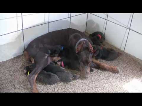 puppies