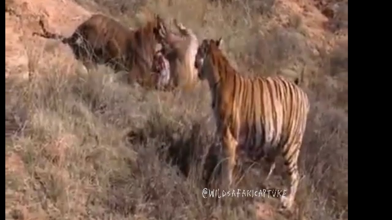 Male tigers fight for mating rights - YouTube