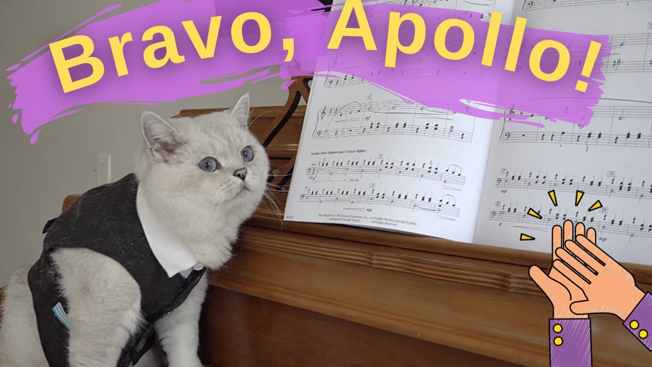 Big British shorthair CAT Apollo gives his first PIANO CONCERT - YouTube