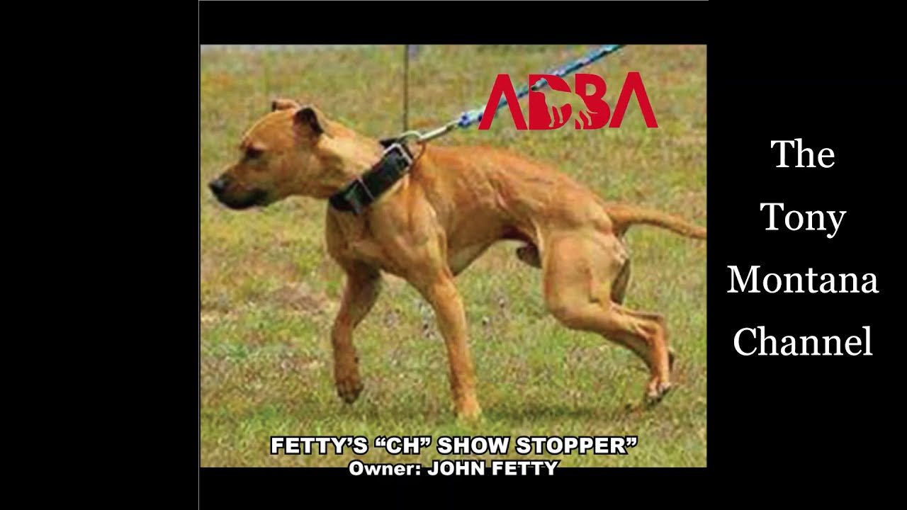 Conditioning Program for Pitbulls - YouTube
