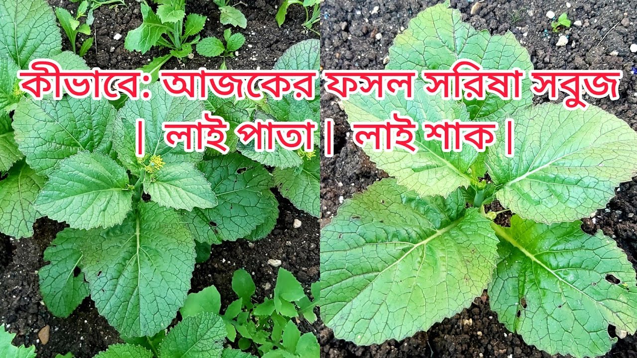 How to: Today's harvest mustard green | Lai pata | Lai Shak | Shokher ...