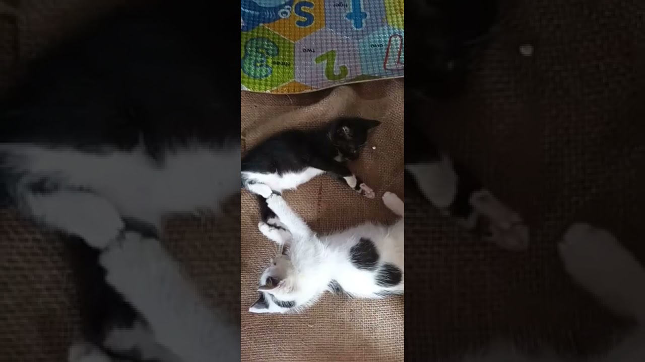 Gemes banget bocil-bocil yang di buang #shorts - YouTube