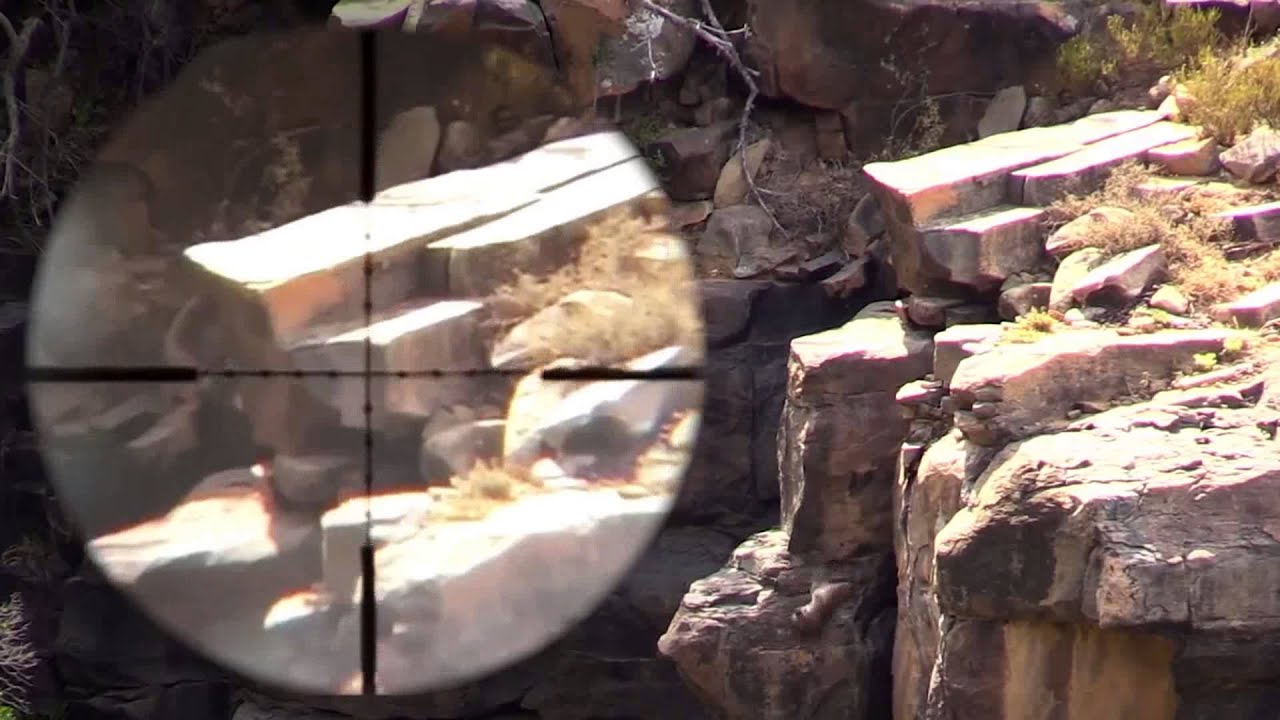 Hunting South African Rock Hyrax Dassie - YouTube