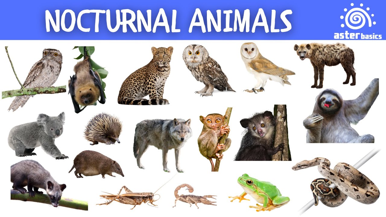Nocturnal Animal Names in English | Animals Active at Night | Aster ...
