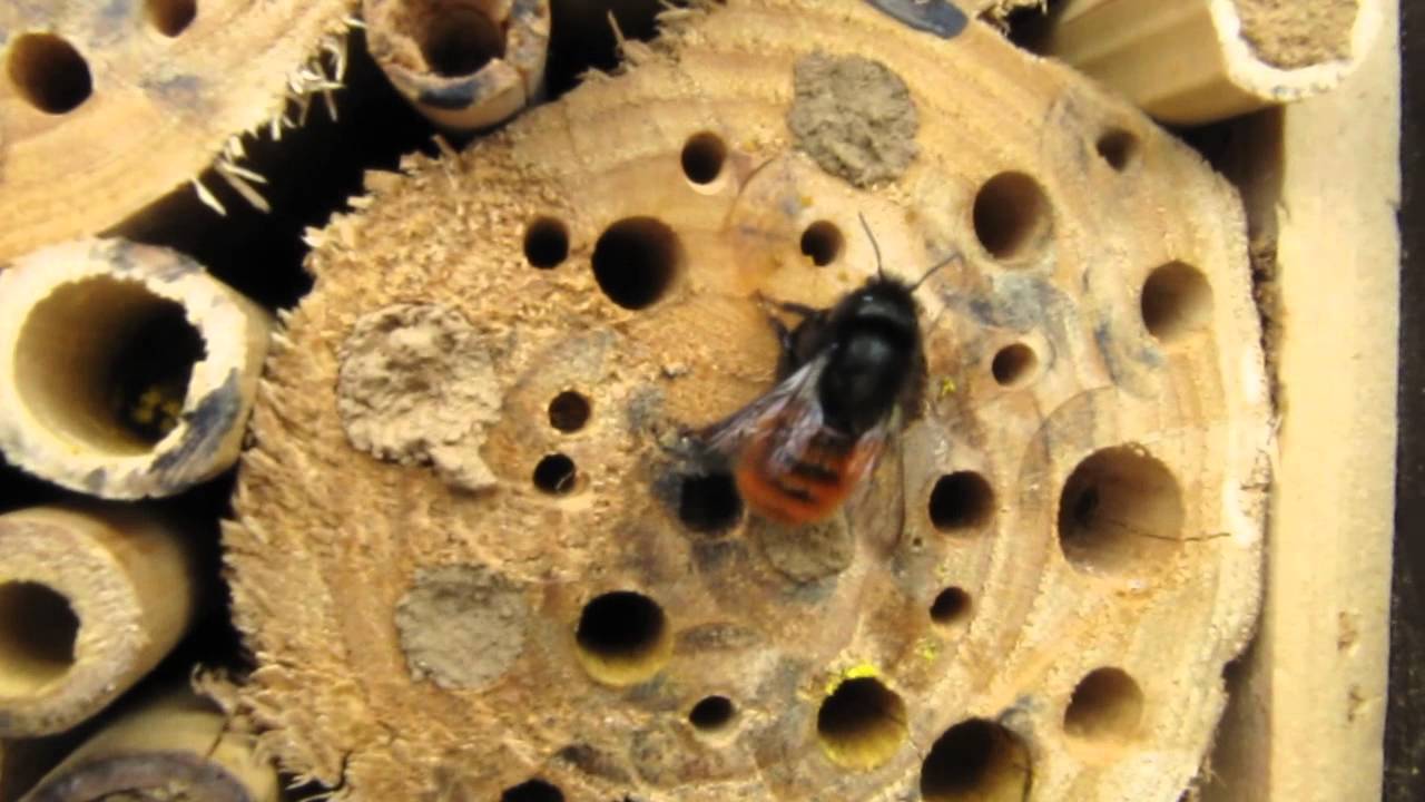 Solitaire bijen - YouTube