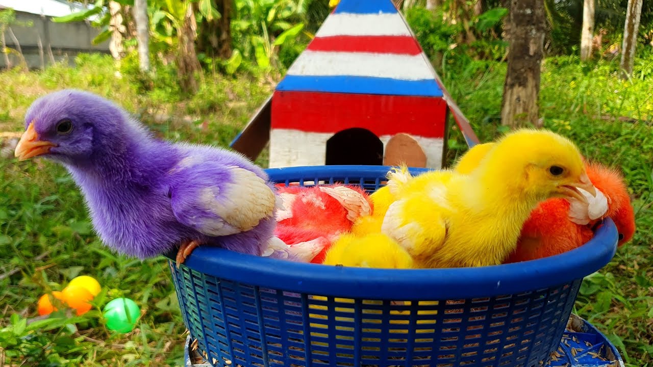 Catching chickens,cute chickens,beautiful chicken,colorful chickens ...
