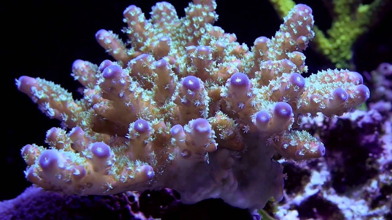 200 Gallon Reef Aquarium: April 2015 - YouTube