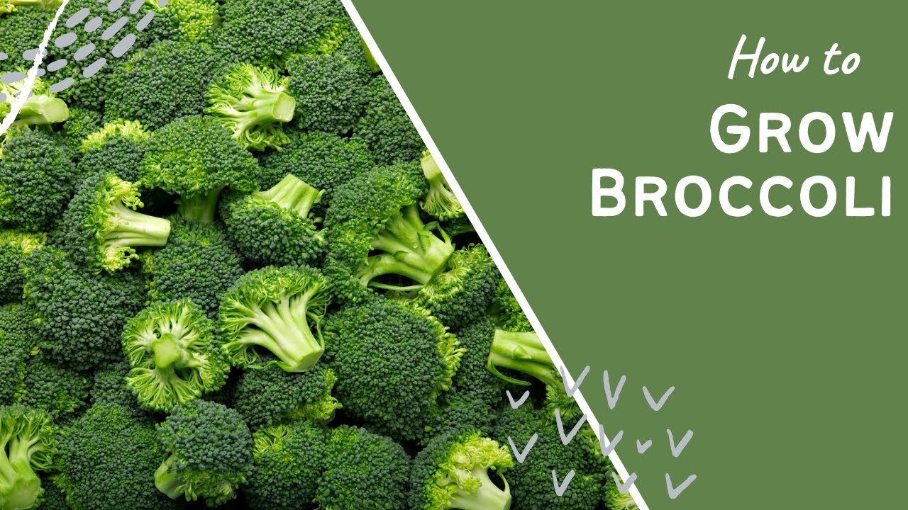 Broccoli Growing: Simplified Step-By-Step Guide. - Farming By Faith