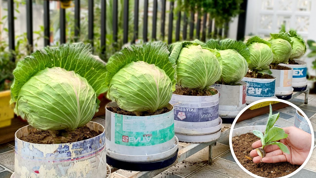 Just need the discarded stump of the cabbage plant, didn't need to buy ...