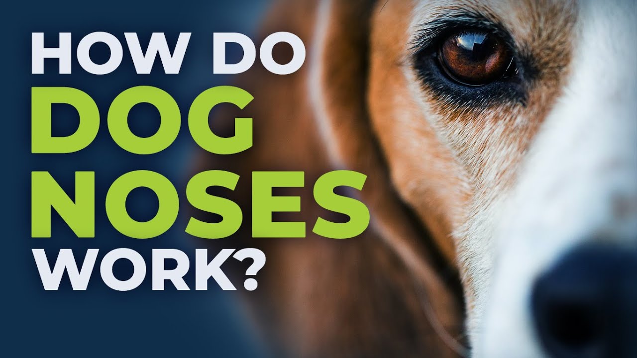 How Dogs’ Noses Work - YouTube