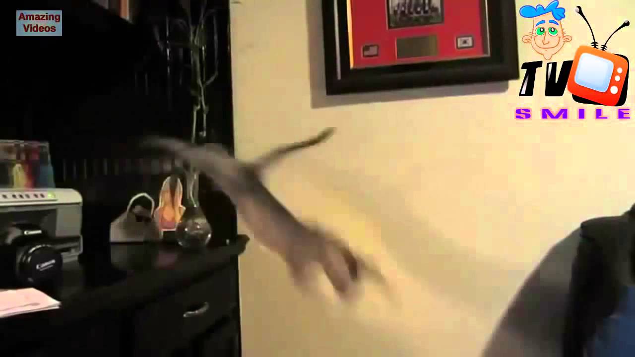 Epic Funny Cats Jump Fail 2015 - YouTube
