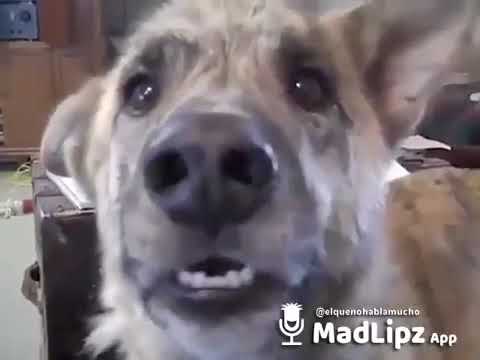 Videos de perros - YouTube